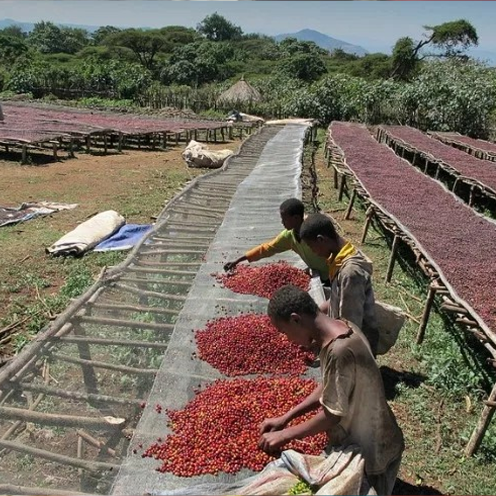 衣索比亞 寶貝藝伎 吉瑪莉姆 果美村 日晒 Baby Geisha – 旨花咖啡